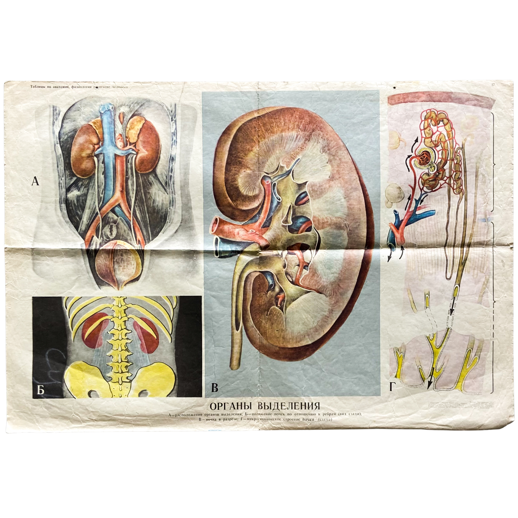 1977 Soviet Human Anatomy Poster #P2241 - 23" x 33" – Chamonix House