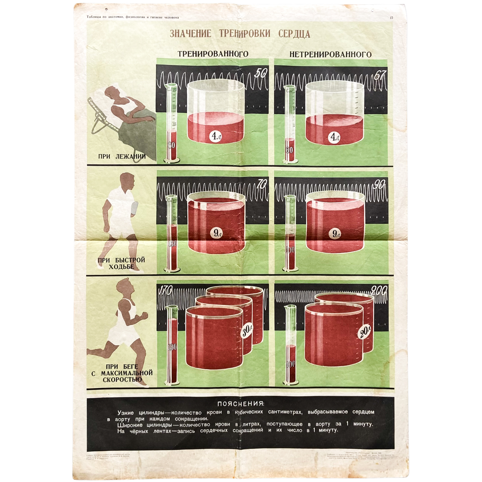 1965 Soviet Human Anatomy Poster #P2239 - 23" x 33" – Chamonix House