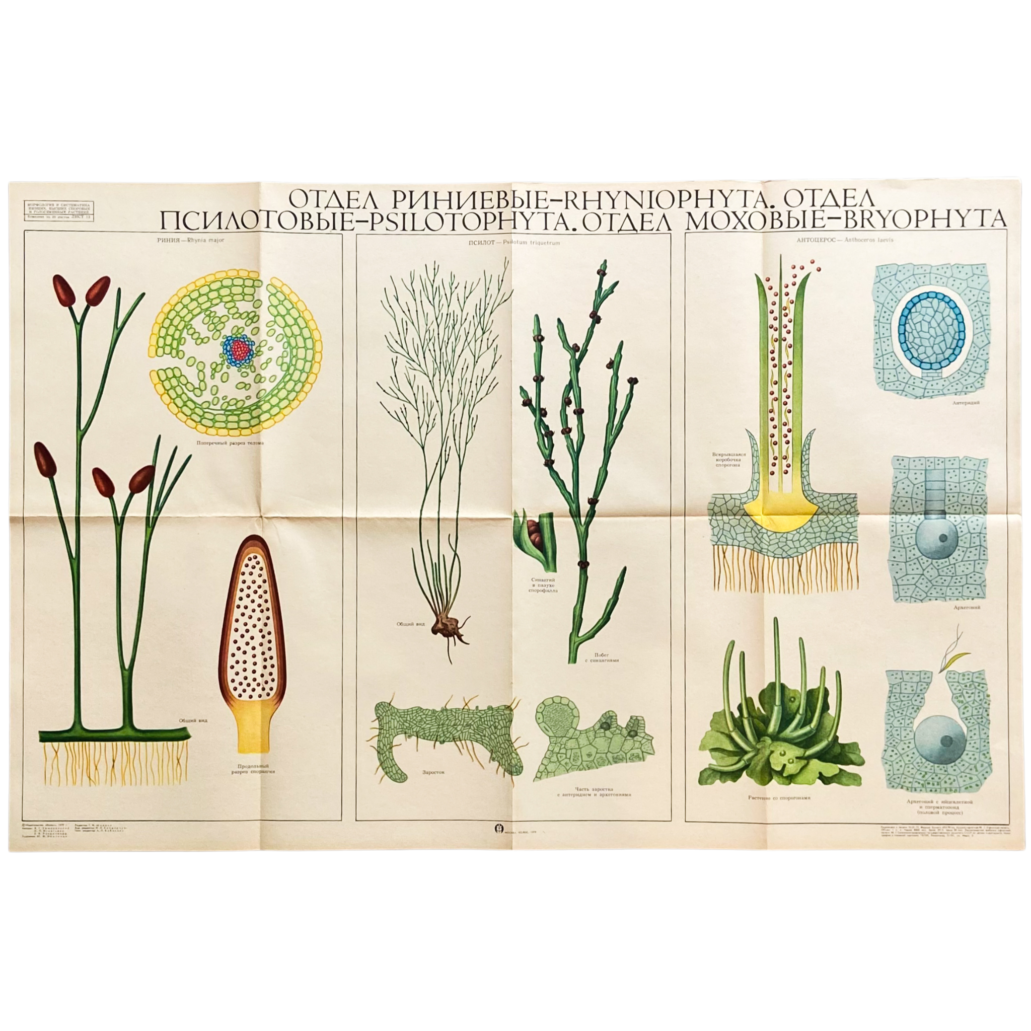 1979 Soviet Plant Educational Poster #P1245 - 22" x 34" – Chamonix House